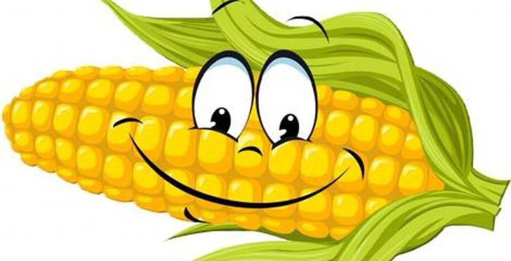 Épluchette de blé d’Inde – Concertation Anjou